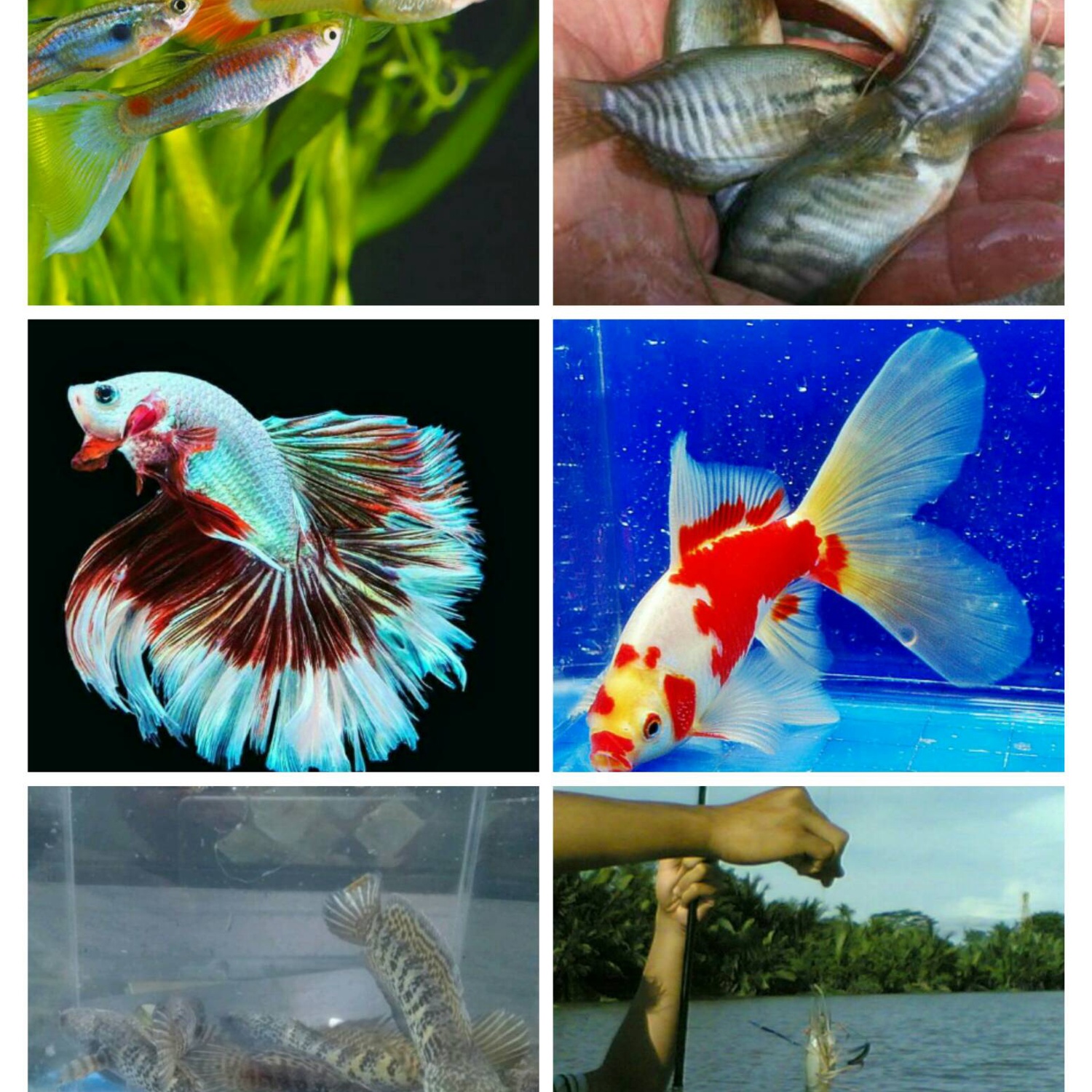 PETERNAK IKAN | Setoko